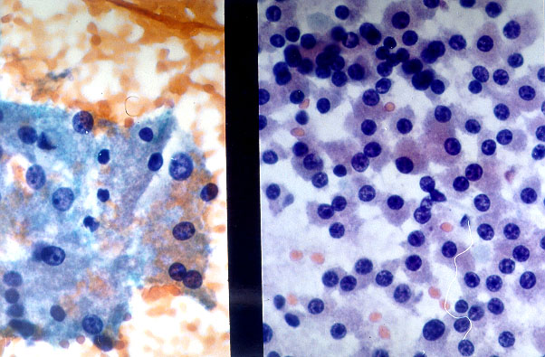 Untitled Document [www.uninet.edu]